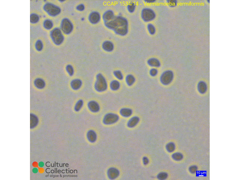 Vermamoeba vermiformis