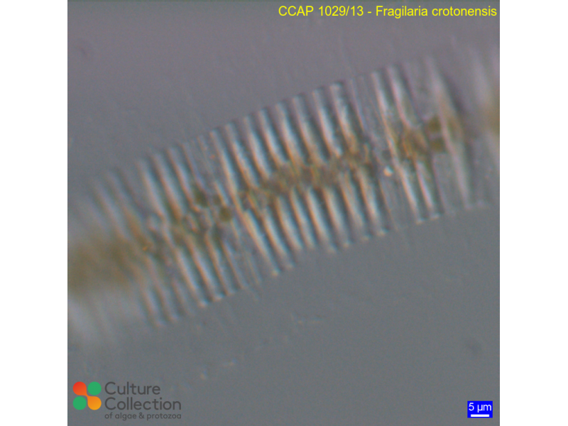 Fragilaria crotonensis