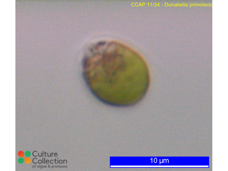 Dunaliella primolecta