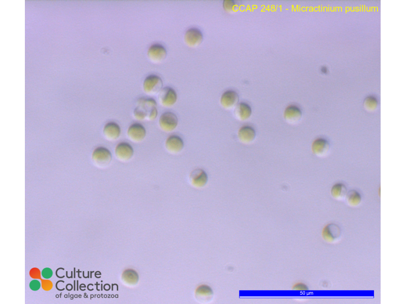 Micractinium pusillum