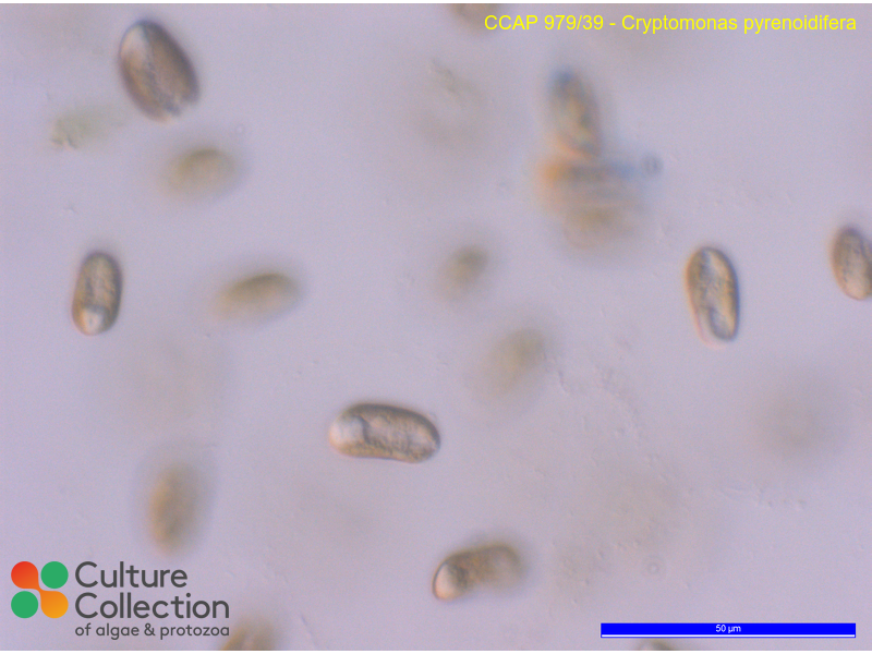 Cryptomonas pyrenoidifera