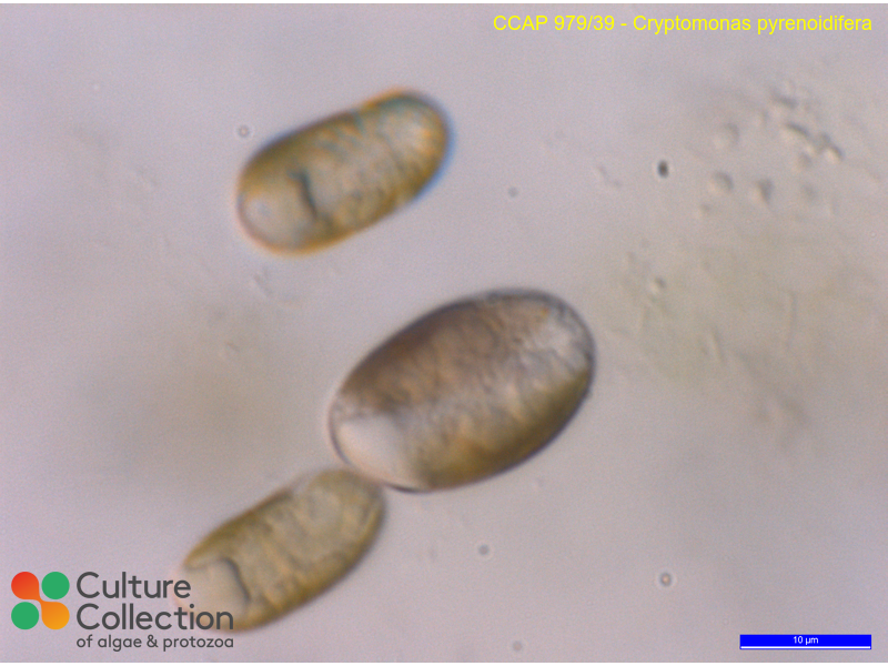 Cryptomonas pyrenoidifera
