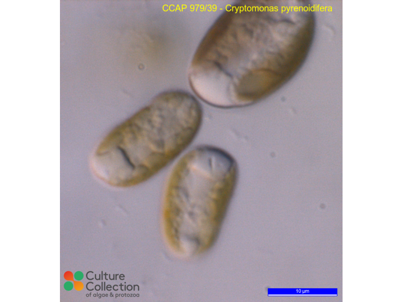 Cryptomonas pyrenoidifera