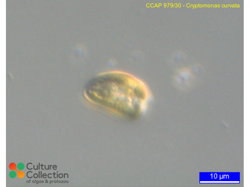 Cryptomonas curvata