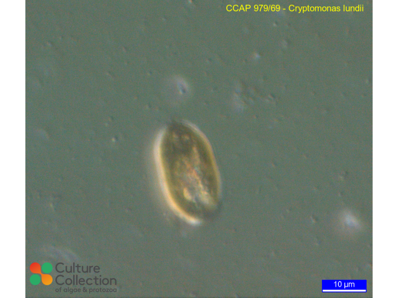 Cryptomonas lundii