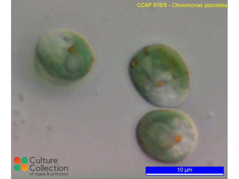 Chroomonas placoidea