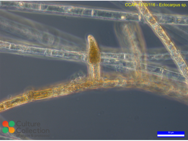 Ectocarpus sp.