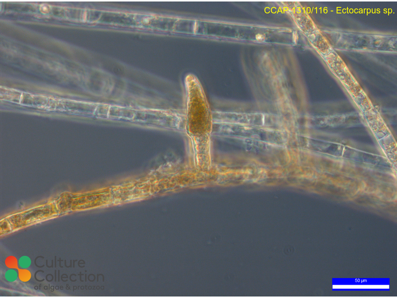 Ectocarpus sp.