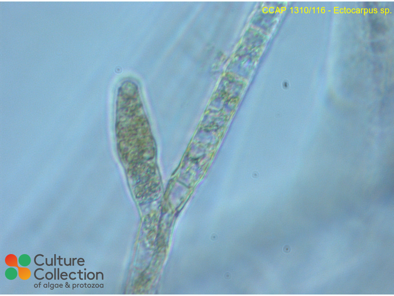Ectocarpus sp.