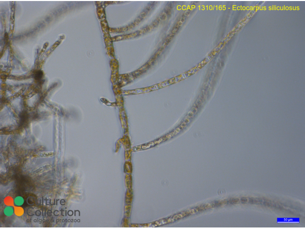 Ectocarpus siliculosus