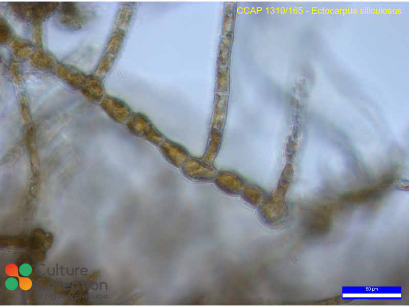 Ectocarpus siliculosus