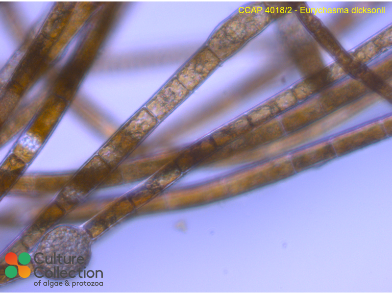 Eurychasma dicksonii