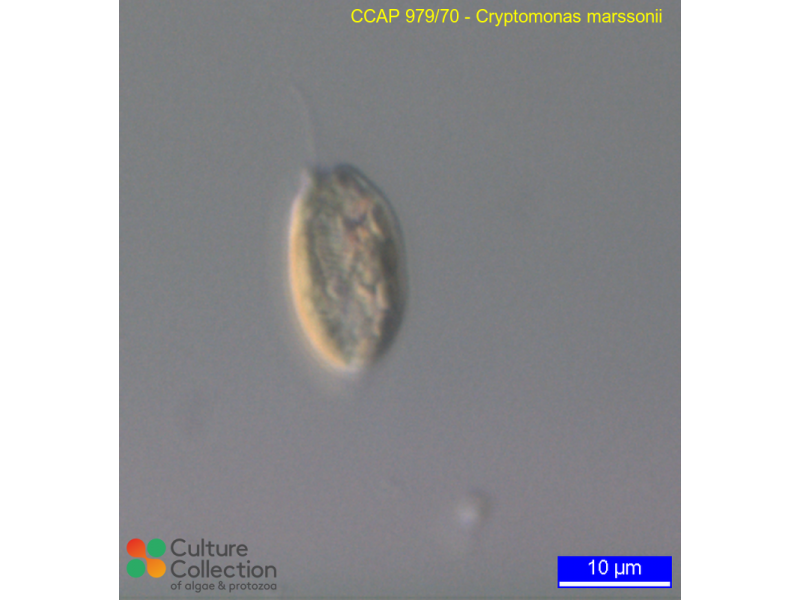 Cryptomonas marssonii