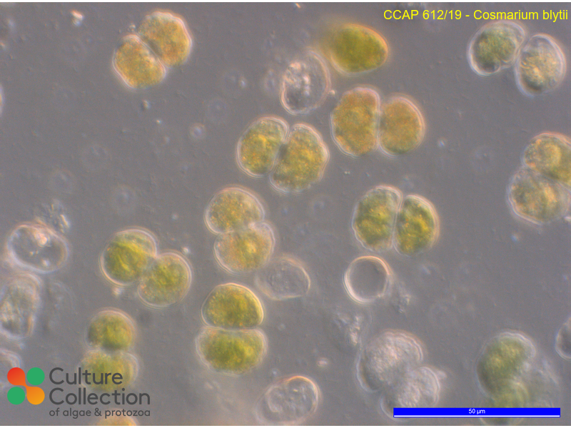 Cosmarium blytii