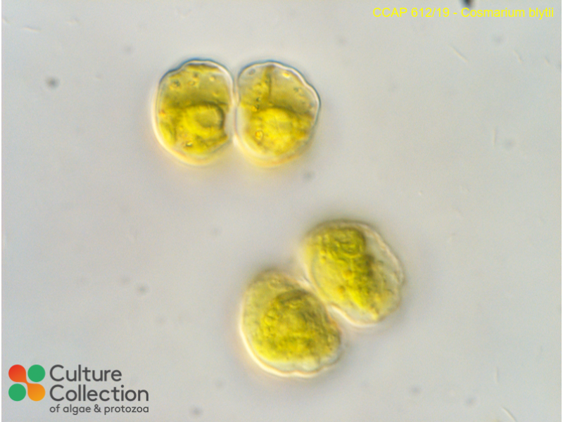 Cosmarium blytii
