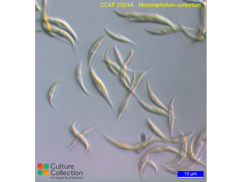 Monoraphidium contortum
