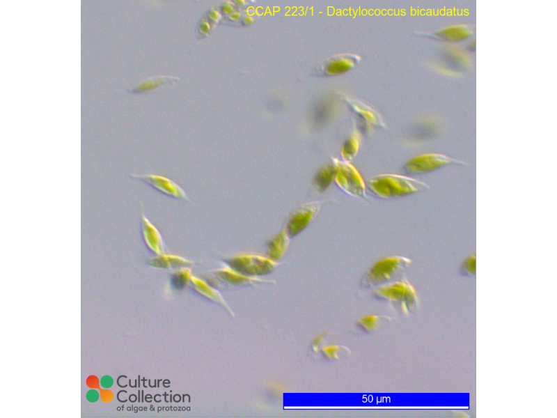 Keratococcus bicaudatus