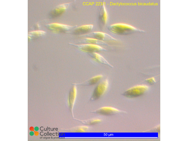 Keratococcus bicaudatus