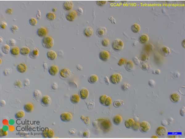 Tetraselmis inconspicua