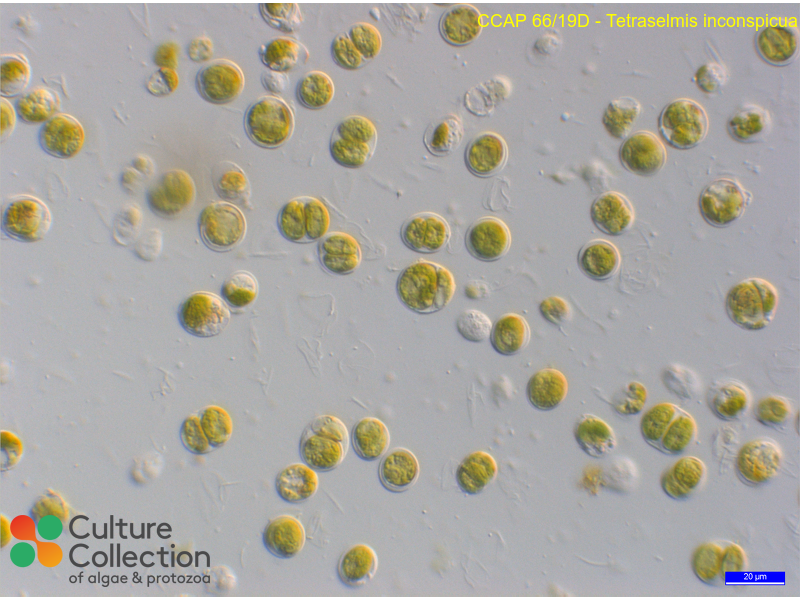 Tetraselmis inconspicua