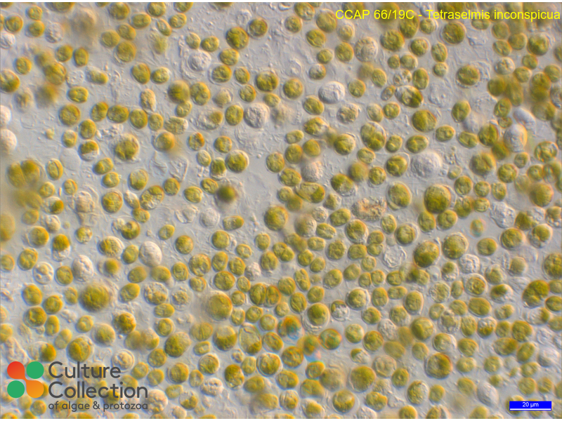Tetraselmis inconspicua