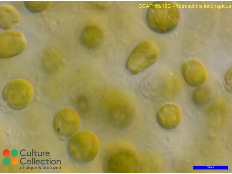 Tetraselmis inconspicua