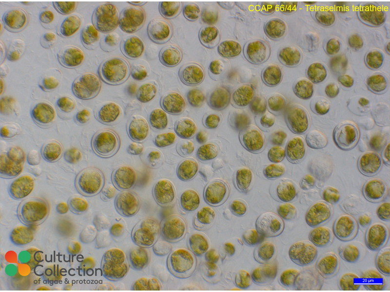 Tetraselmis tetrathele