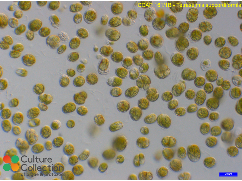 Tetraselmis subcordiformis
