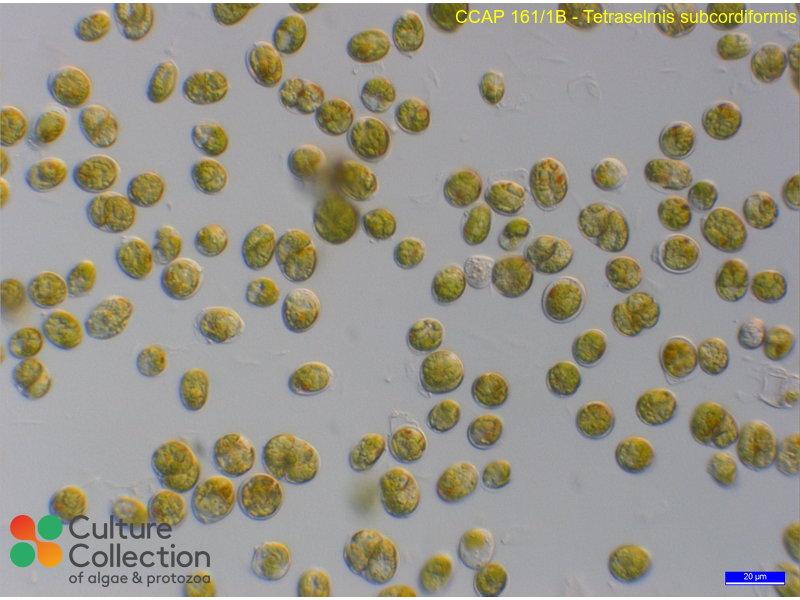 Tetraselmis subcordiformis