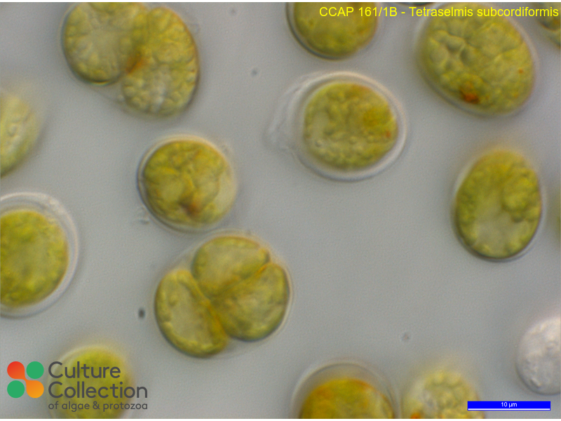 Tetraselmis subcordiformis