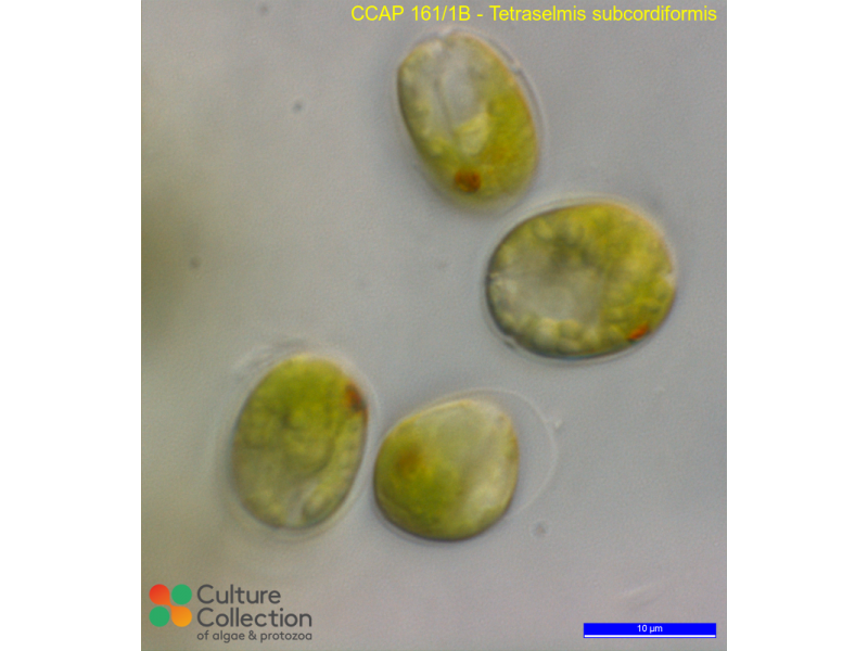 Tetraselmis subcordiformis
