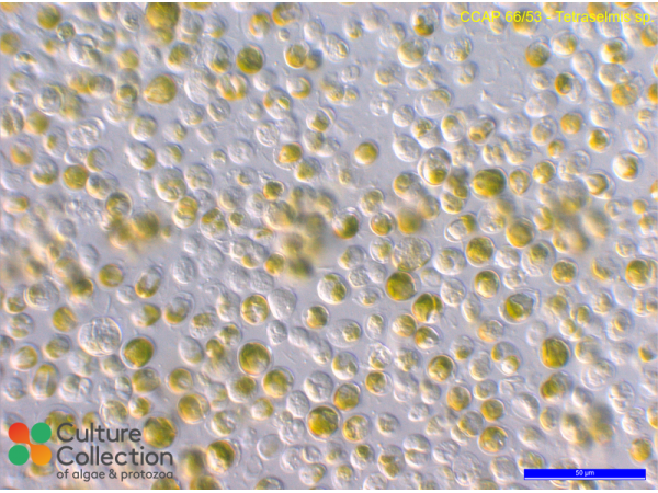 Tetraselmis sp.