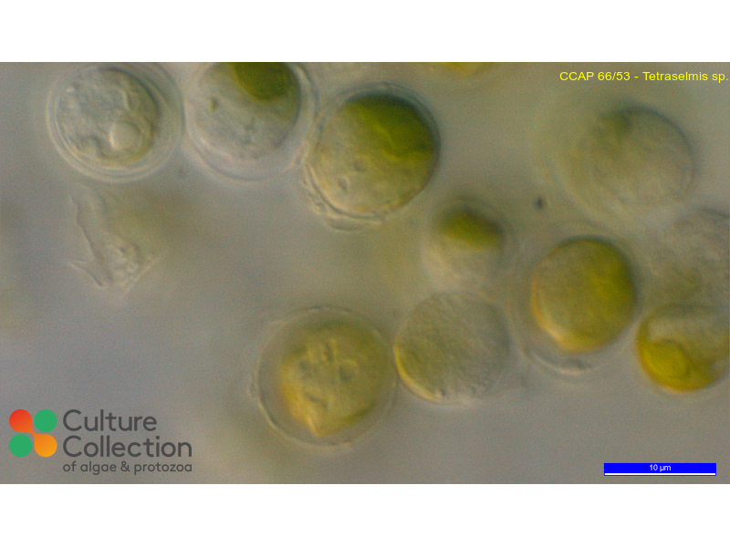 Tetraselmis sp.