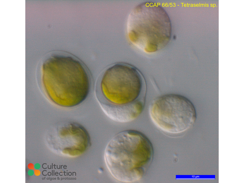 Tetraselmis sp.