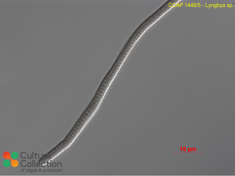 Lyngbya Under Microscope