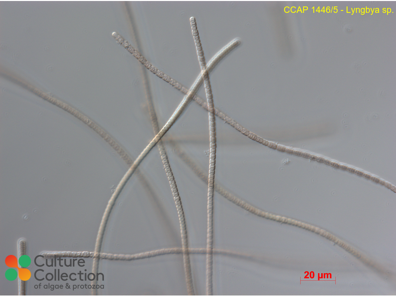 Lyngbya sp.