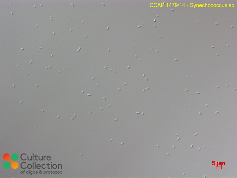 Synechococcus sp.