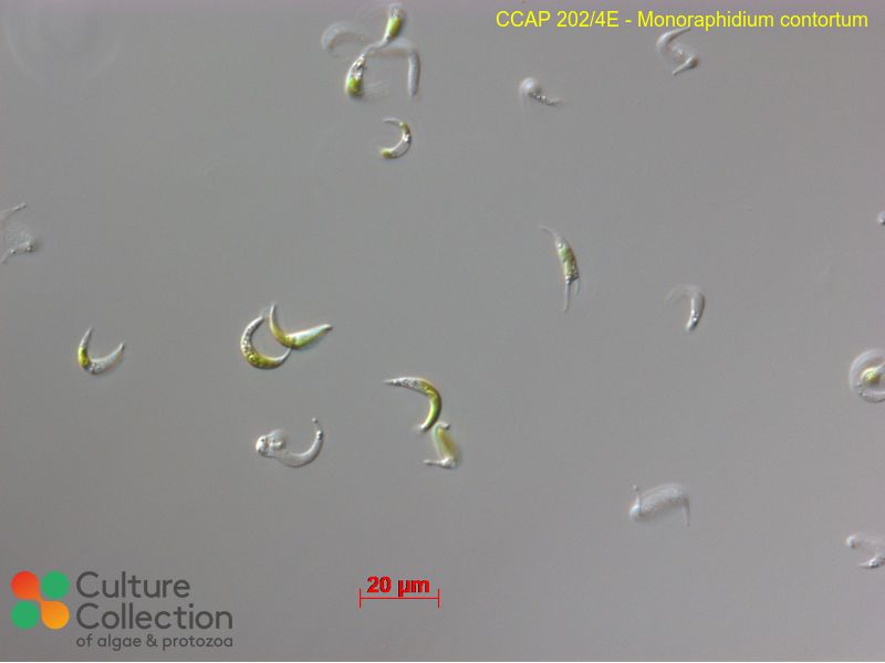 Monoraphidium contortum