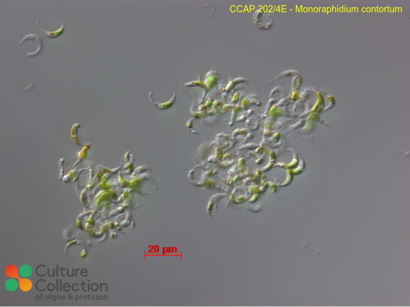Monoraphidium contortum