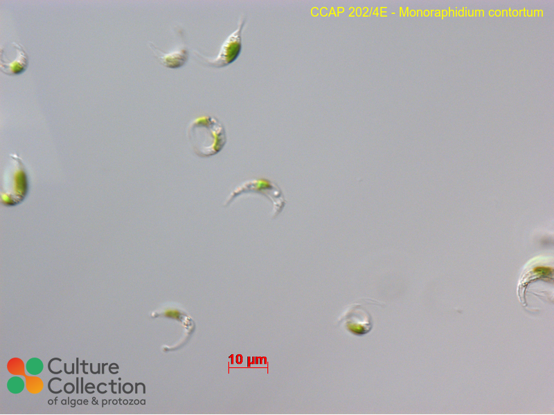 Monoraphidium contortum