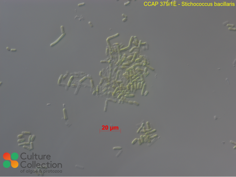 Stichococcus bacillaris