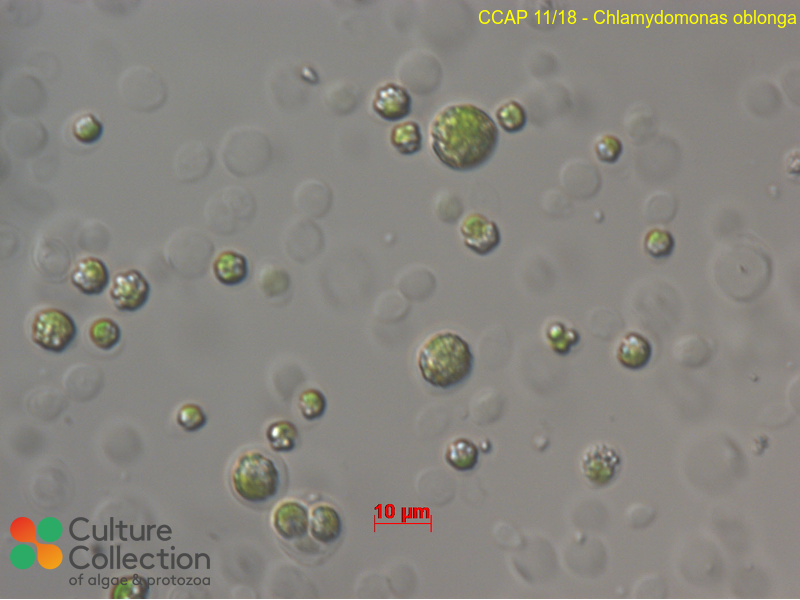Chlamydomonas oblonga
