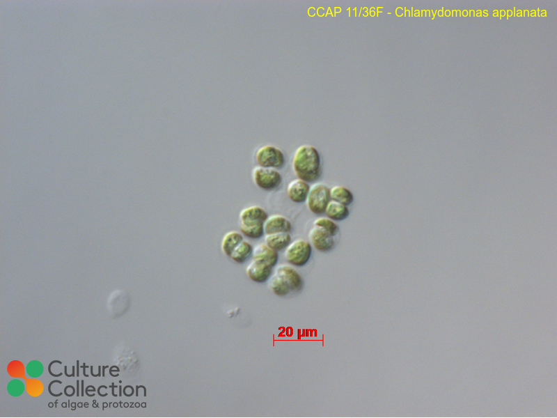 Chlamydomonas applanata