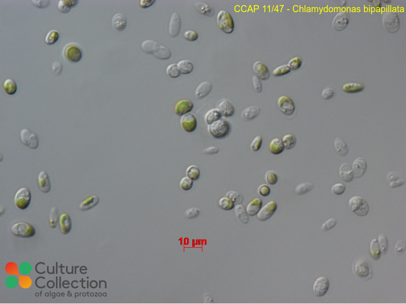 Chloromonas asteroidea