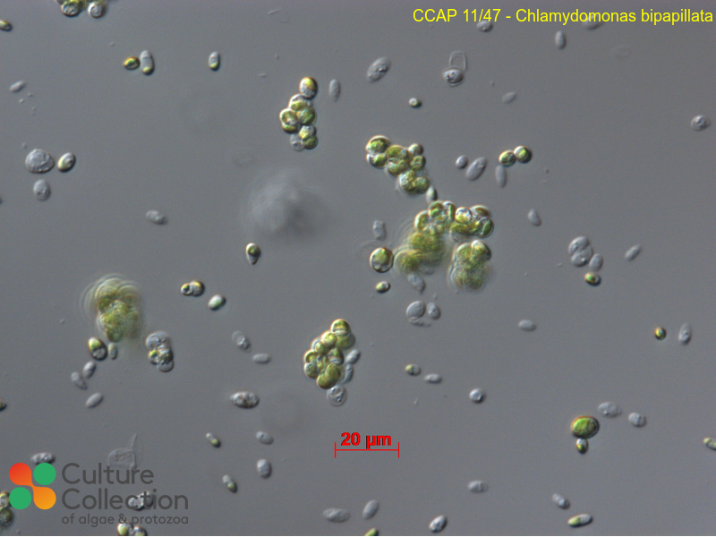 Chloromonas asteroidea