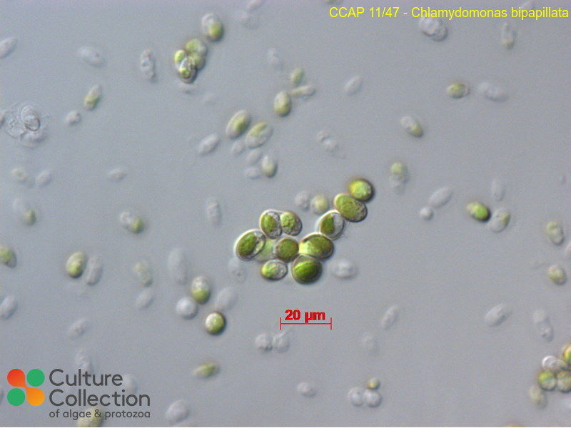 Chloromonas asteroidea