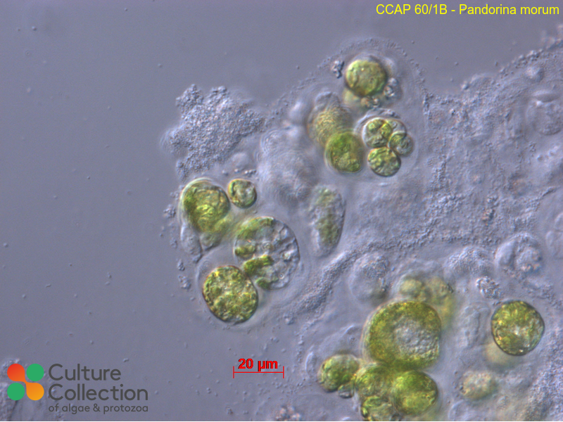 Pandorina Microscope