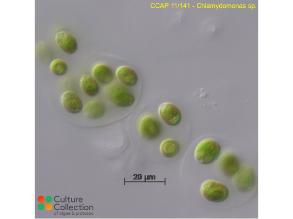 Chlamydomonas sp.