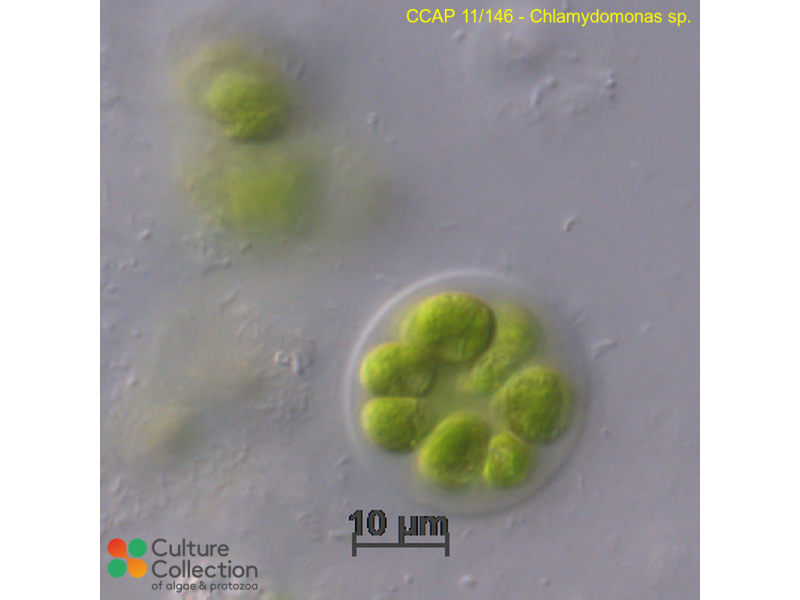 Chlamydomonas sp.