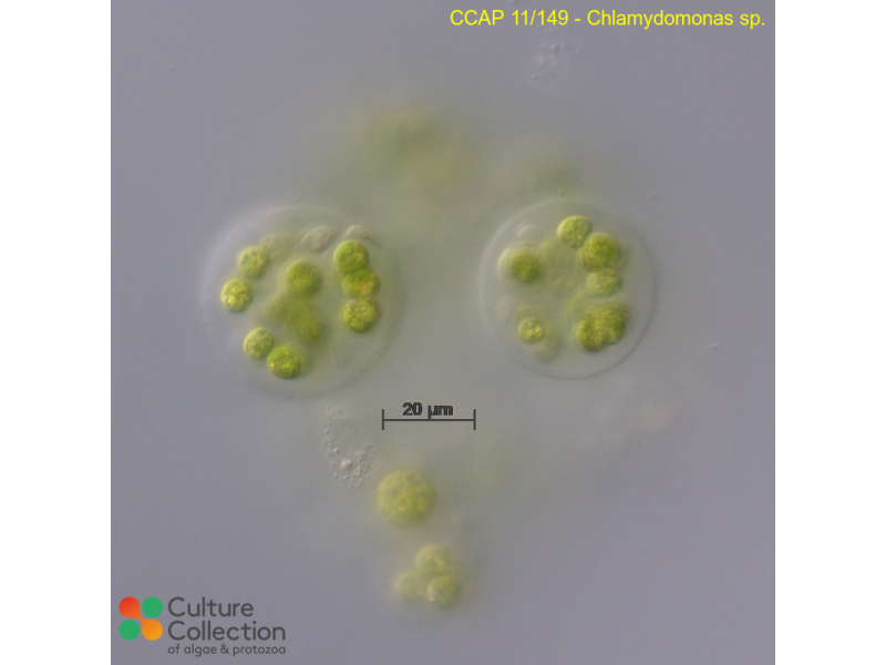 Chlamydomonas sp.